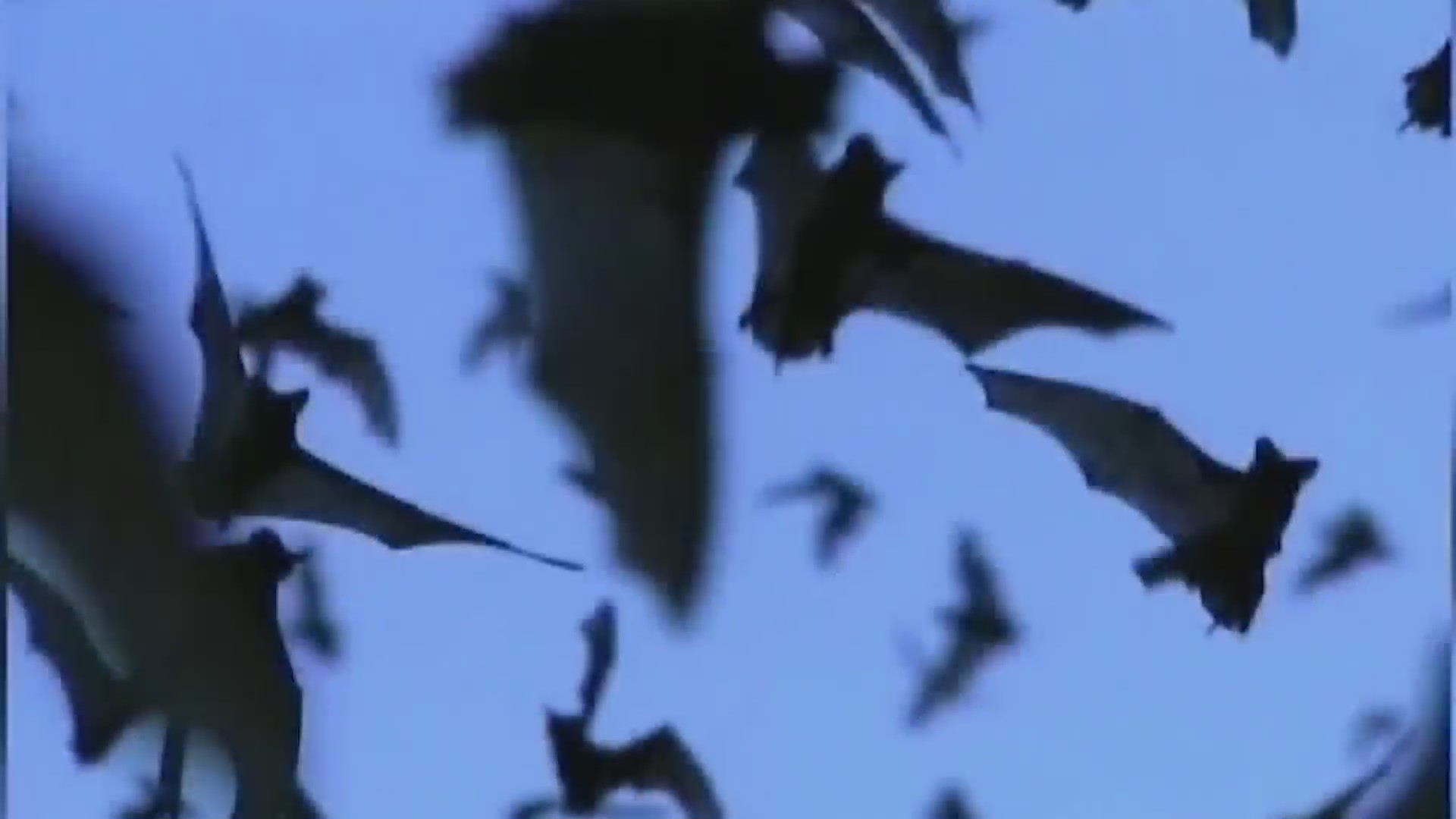 Illinois issues rabies warning after infected bats found near Chicago ...