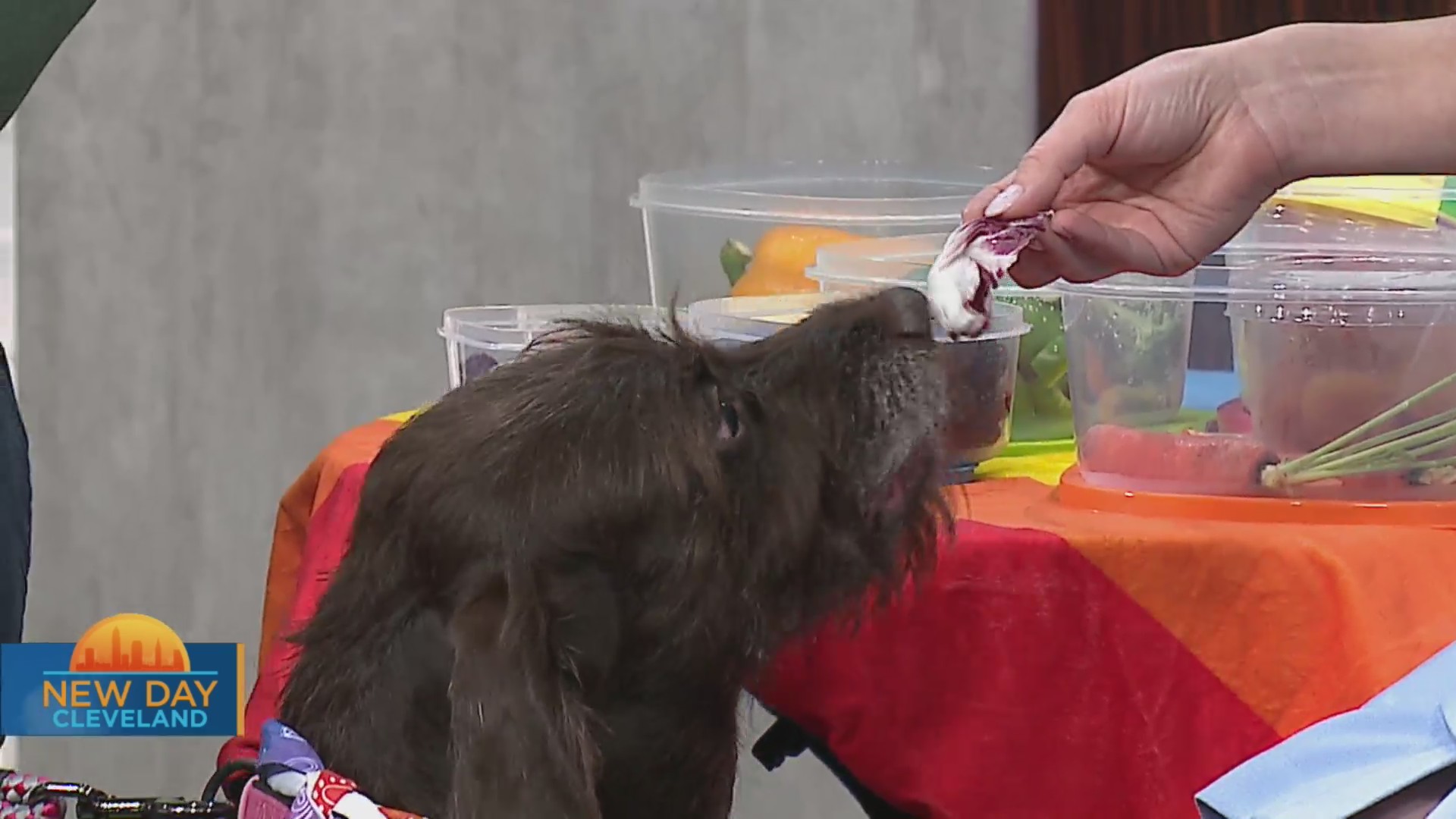 New Day Cleveland: Divergent DVM – Fox 8 Cleveland WJW