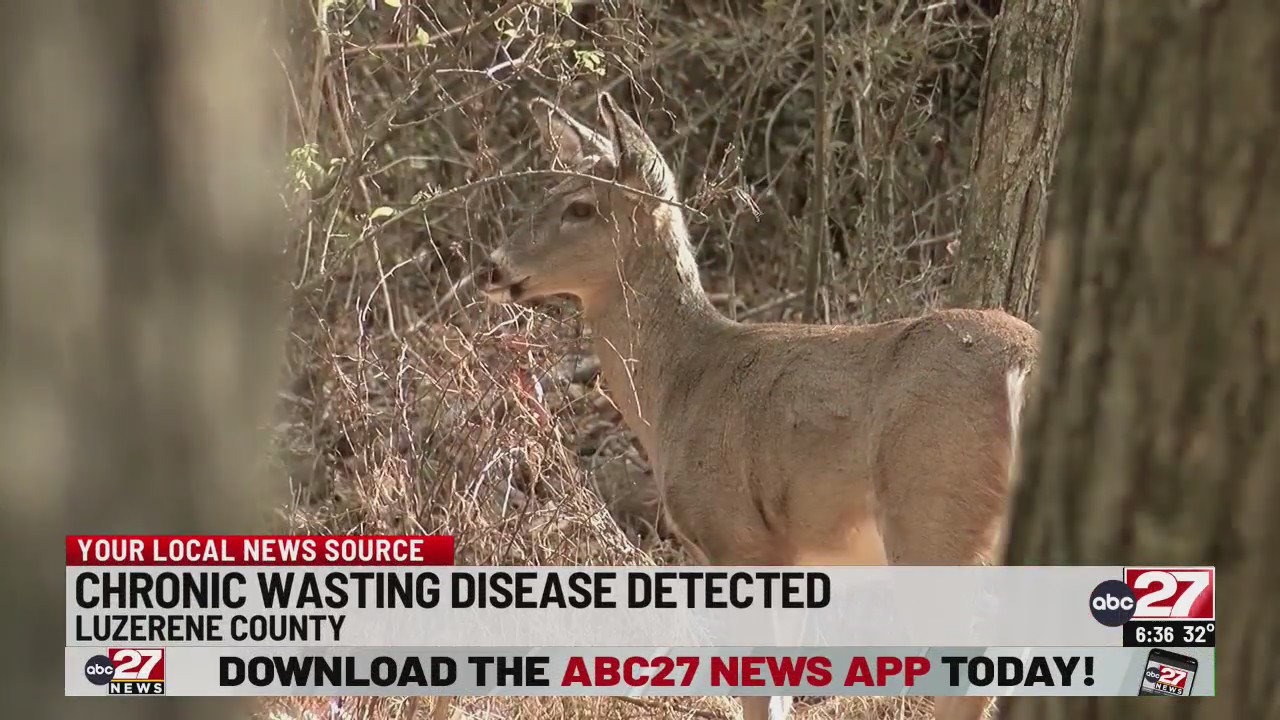 Recent detections of CWD in dead deer in Pennsylvania – ABC27