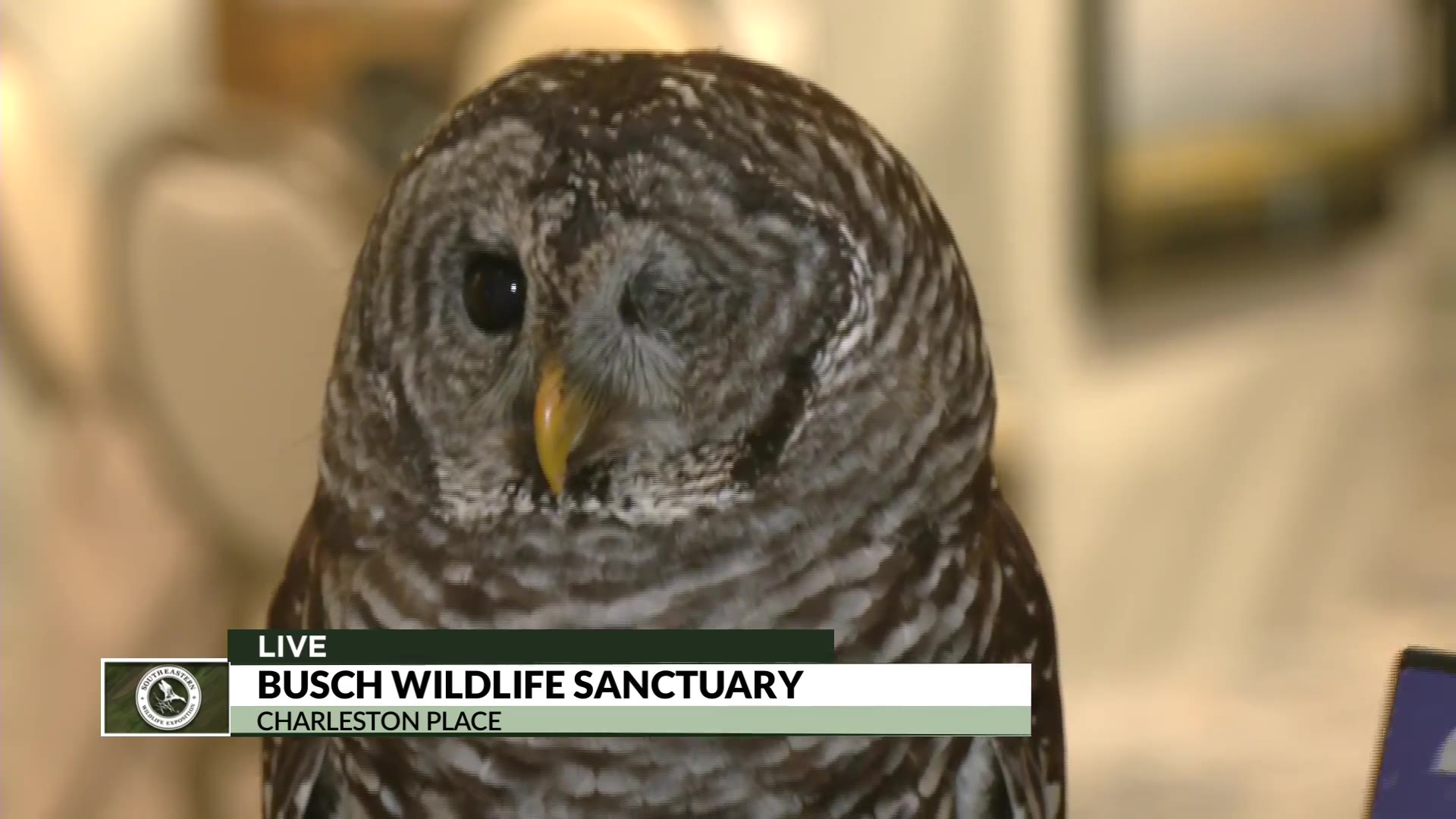 Meet Moe the Barred Owl at SEWE – WCBD News 2