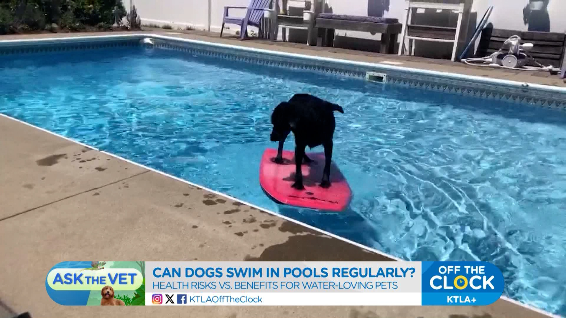 Ask the Vet: From stem cells to swimming, what’s best for your pet? – KTLA