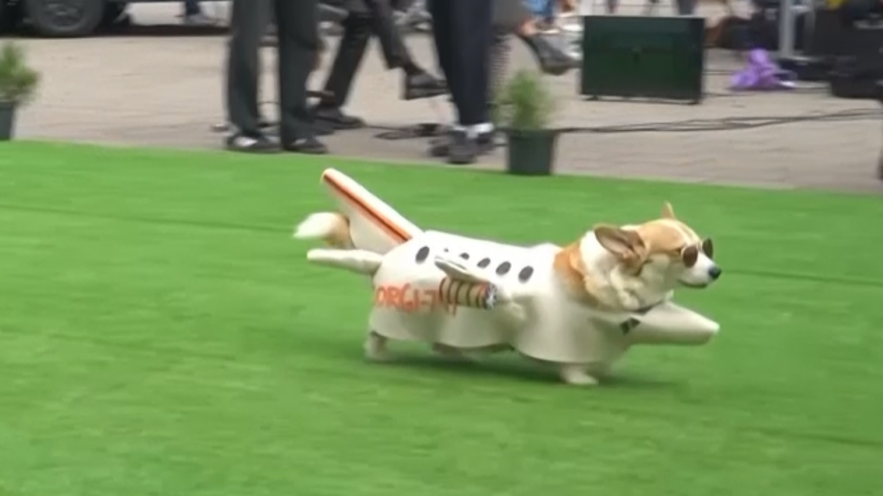 More than 100 teams compete in Lithuania’s international Corgi race ...