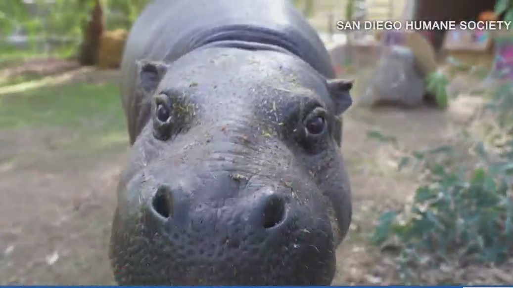 San Diego Humane Society’s Ramona Wildlife Center celebrates new world ...