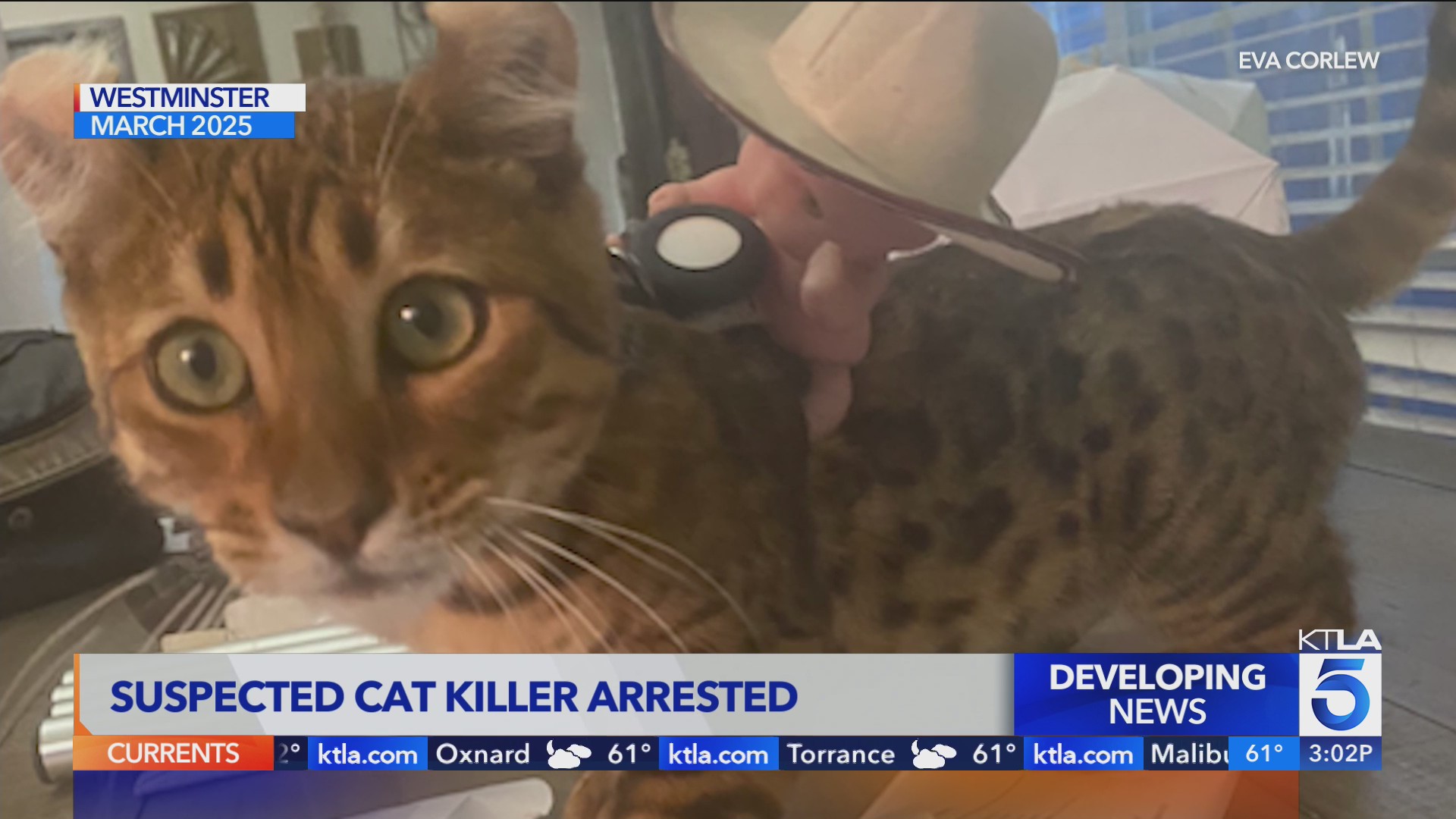 Suspected O.C. cat killer arrested – KTLA