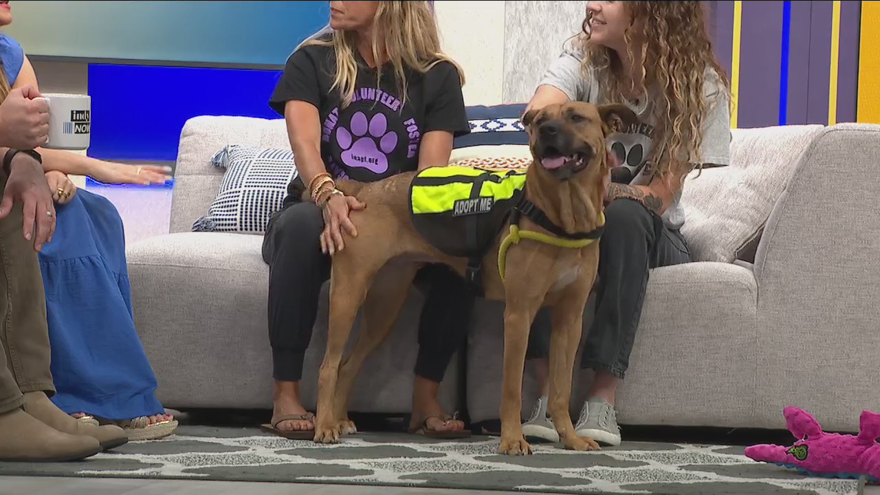 Meet Estelle with the Animal Protection League! – 7/30/24 – Fox 59