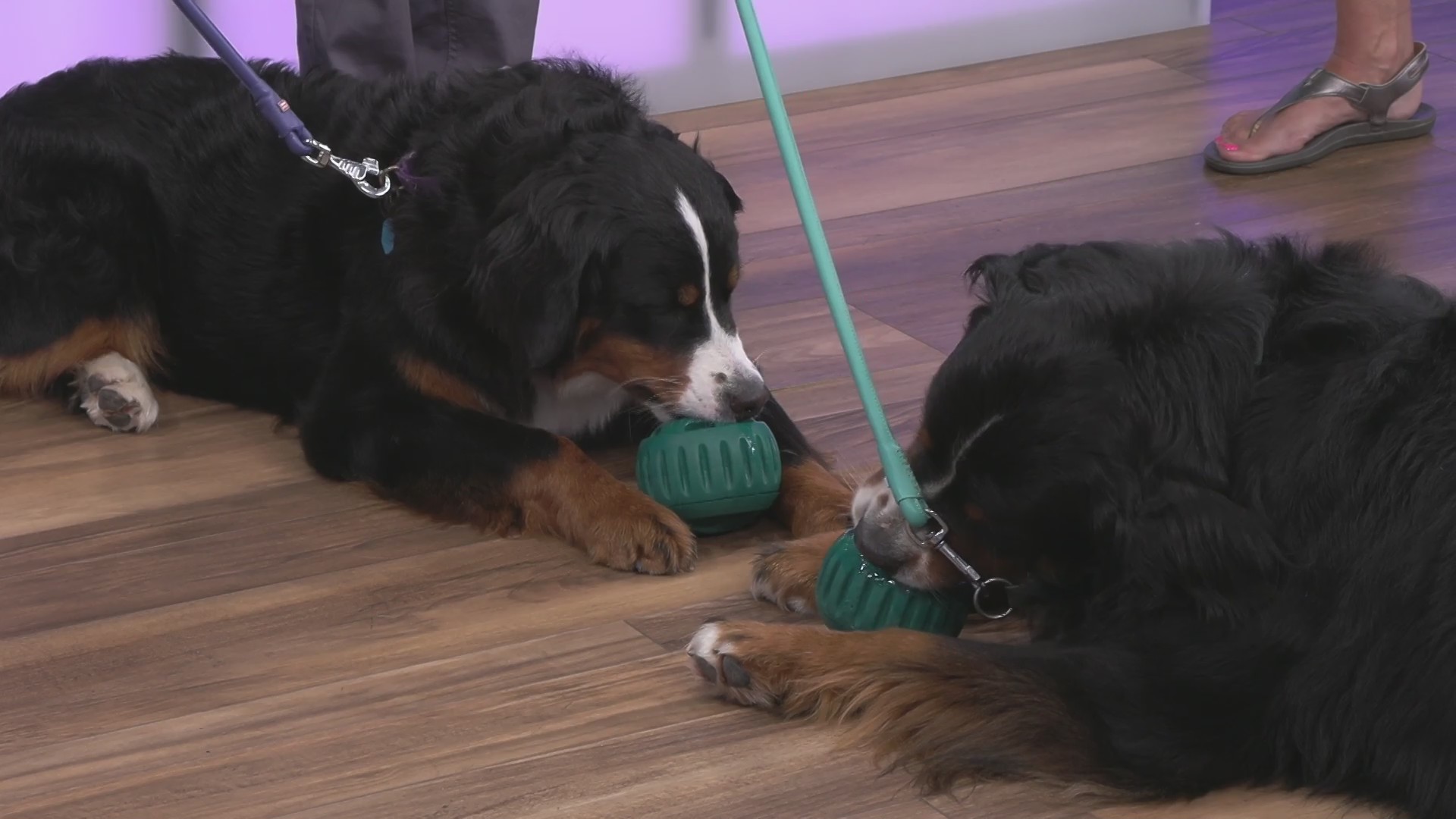 Springfield Side Kick Dog Training: 4th of July & Your Dogs – KOLR ...