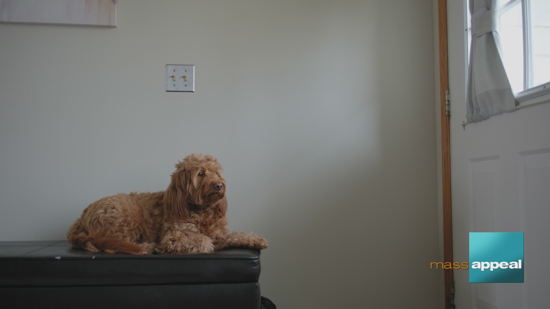 Mass Appeal Fourth of July safety for your pets – WWLP