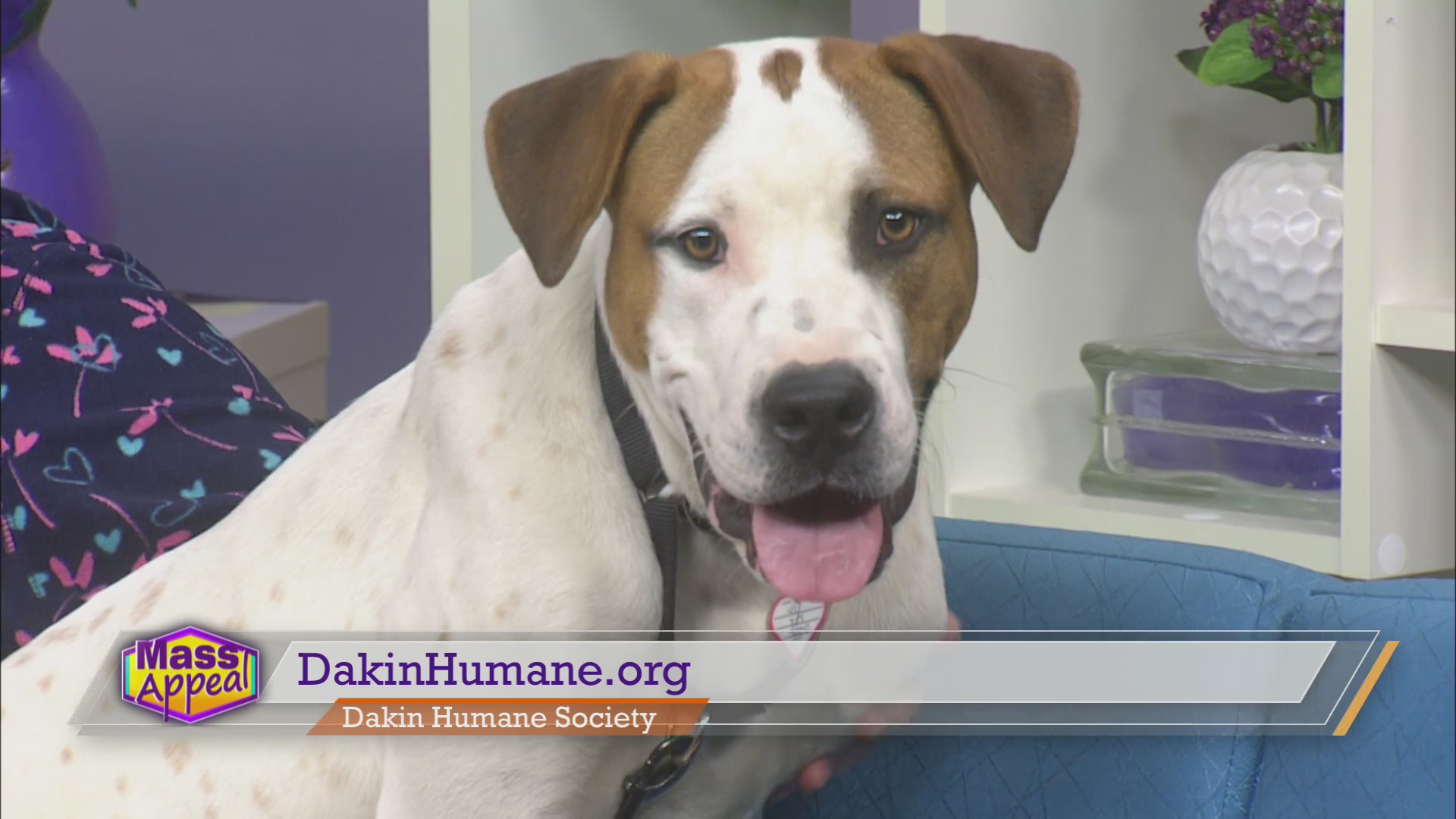 Mass Appeal Pet of the Week: Meet Jose! – WWLP