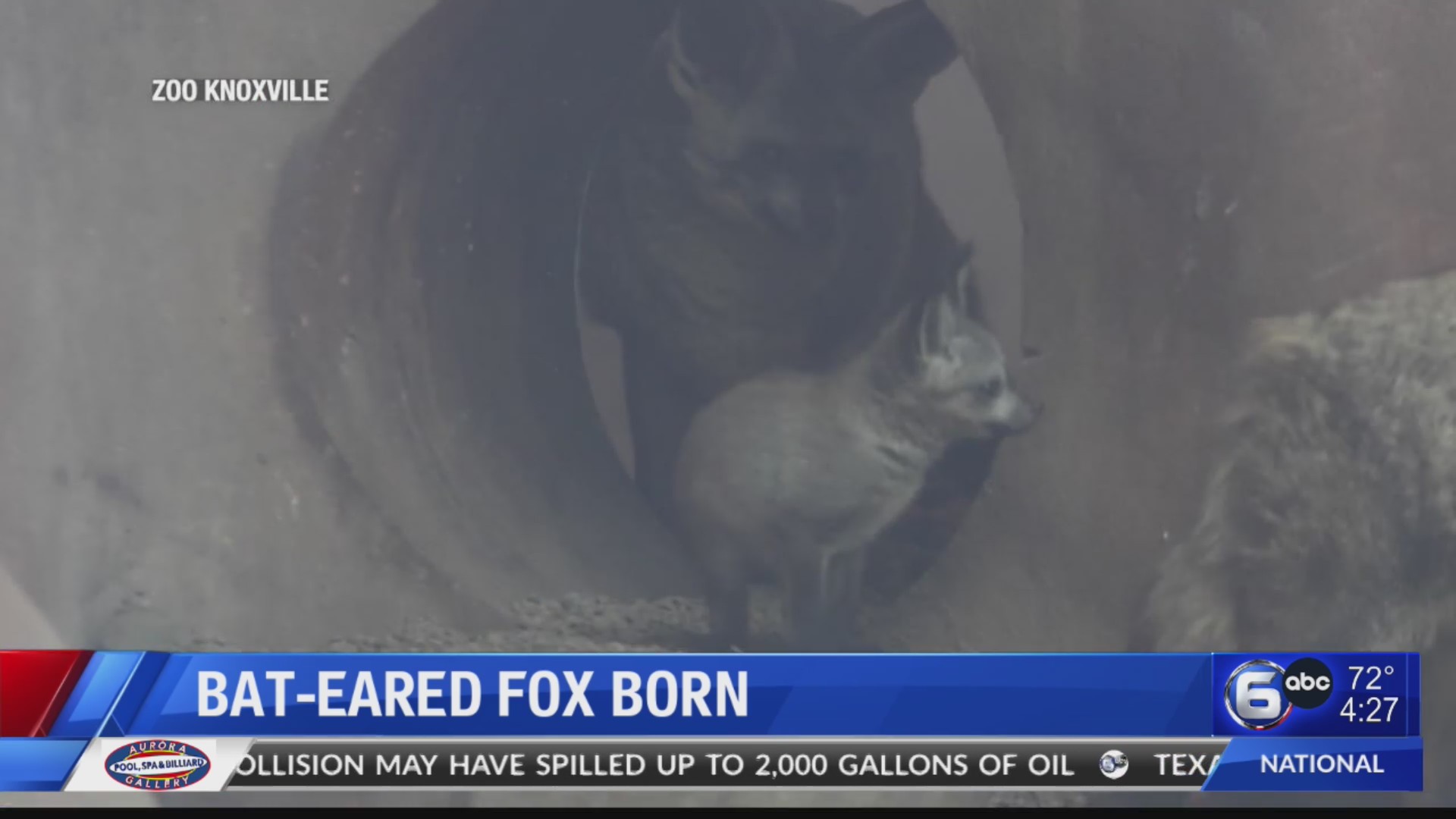 Bat-Eared Fox Born at Zoo Knoxville – WATE 6 On Your Side