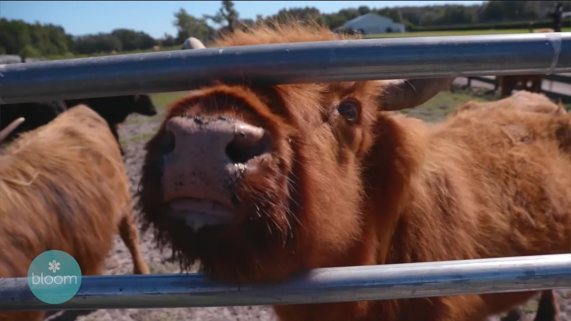 Exploring the cattle charm of Cow Creek Farm – WFLA