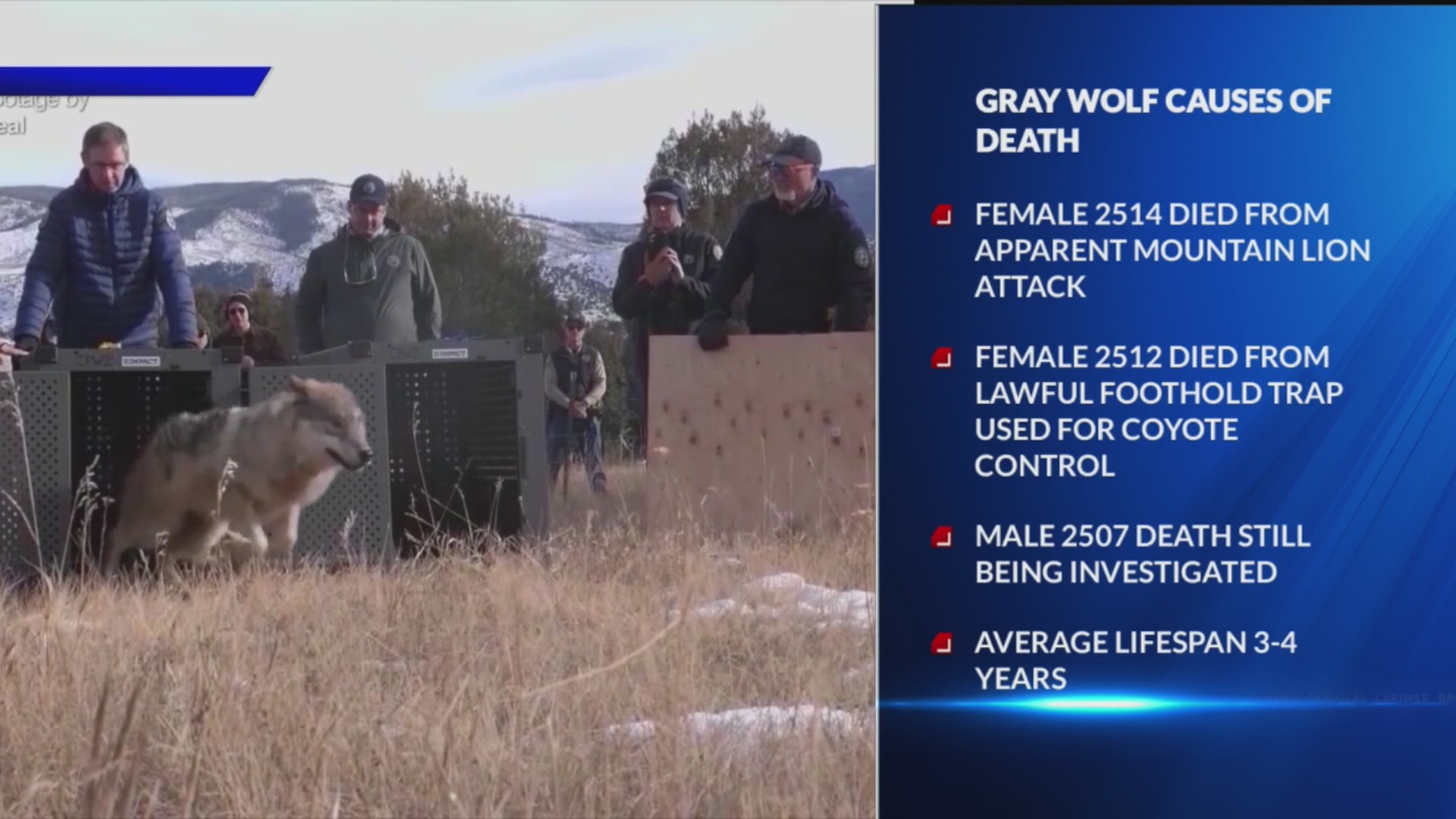 Colorado wolves killed by mountain lion, injuries from foothold trap ...