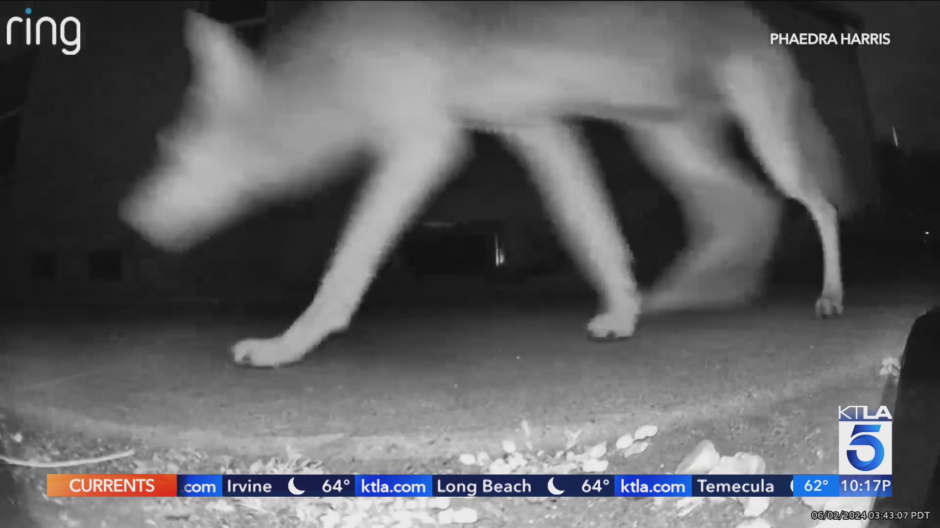 Southern California woman discovers coyotes living underneath her home ...