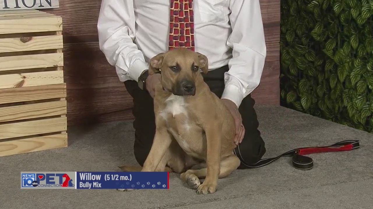 Willow – NEWS10 ABC