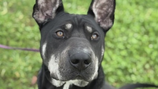 Spudnik is the Pet Of The Week! – KOIN.com