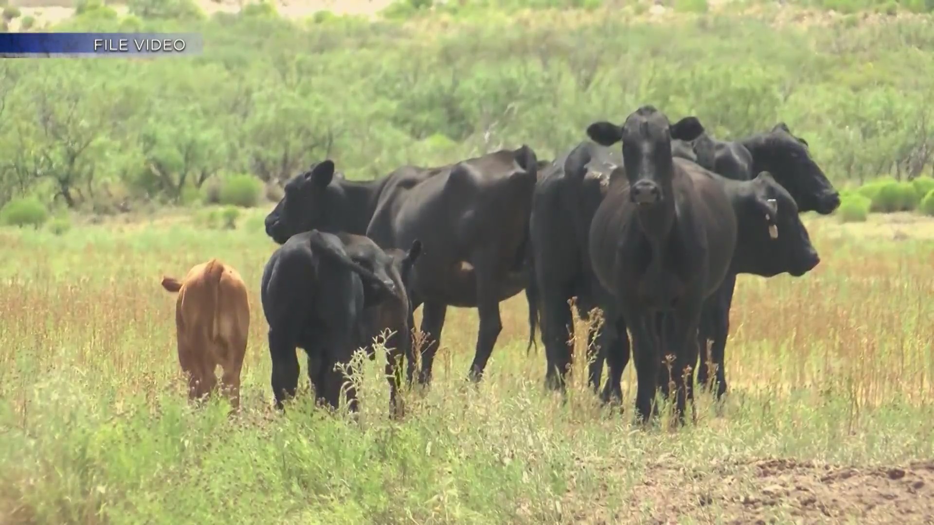 New Mexico ranchers speak on how new meat inspection act will impact ...