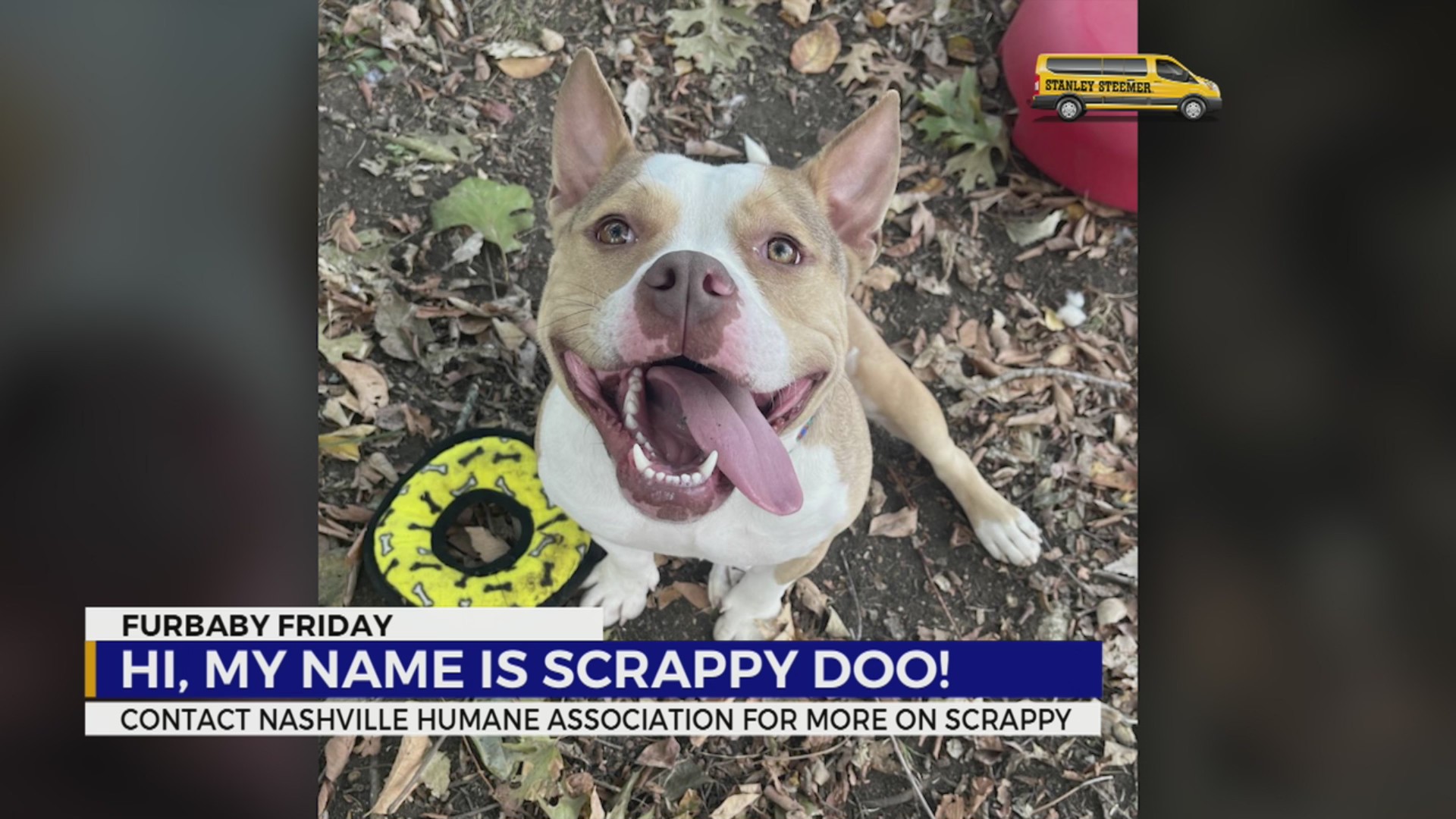 Fur Baby Friday: Meet Scrappy Doo! – WKRN News 2
