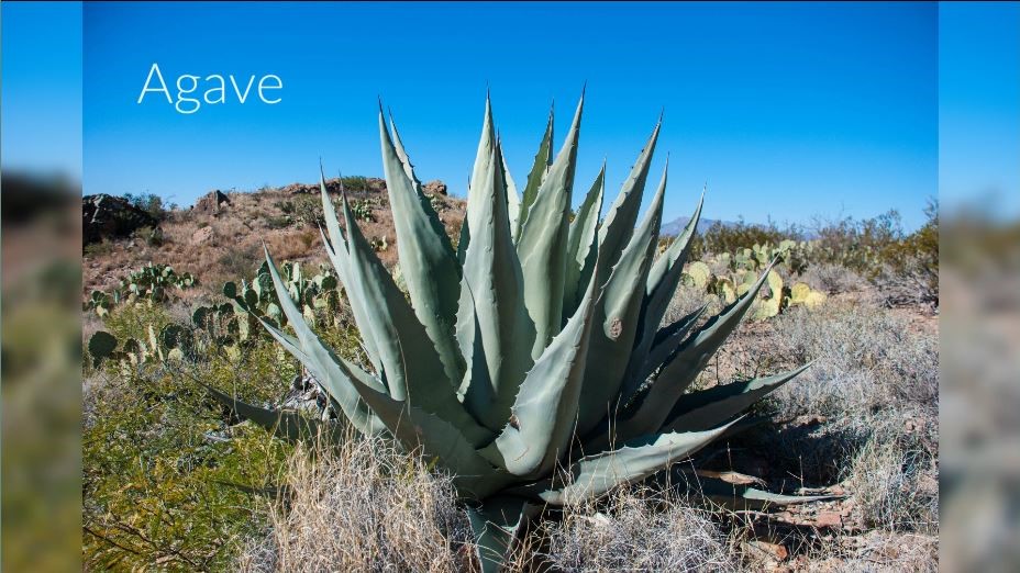 Are you familiar with these native New Mexican plants? – KRQE NEWS 13 ...