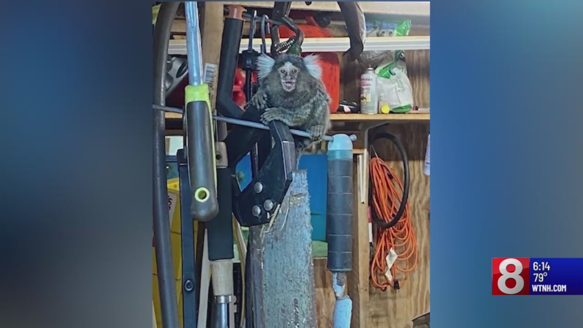 Caught Old Saybrook monkey highlights dangers of owning exotic pets in ...