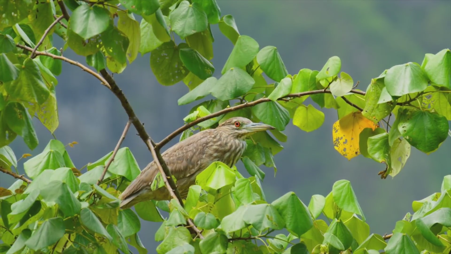 Celebrating earth month with Protect & Preserve Hawaiʻi – KHON2