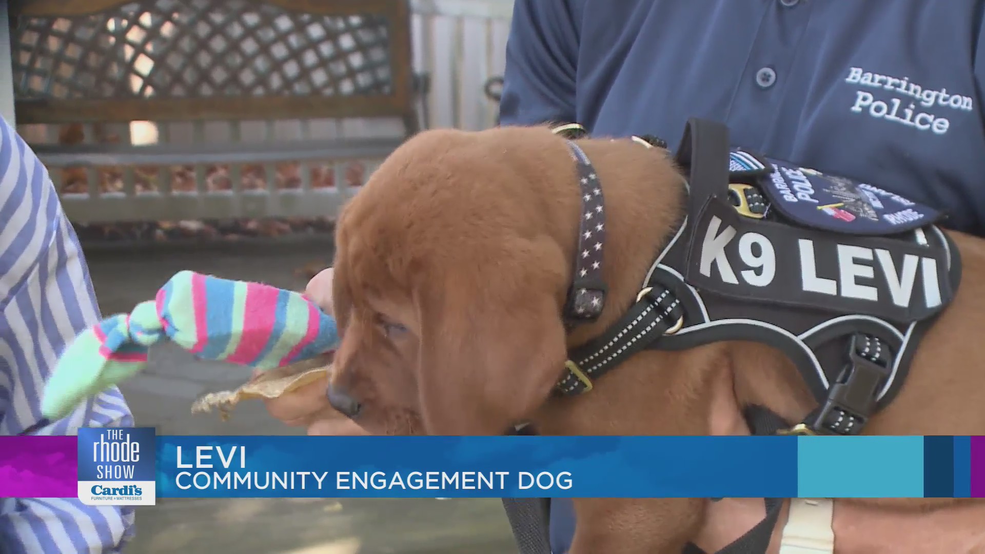 Meet Levi the newest member of the Barrington Police Department – WPRI.com