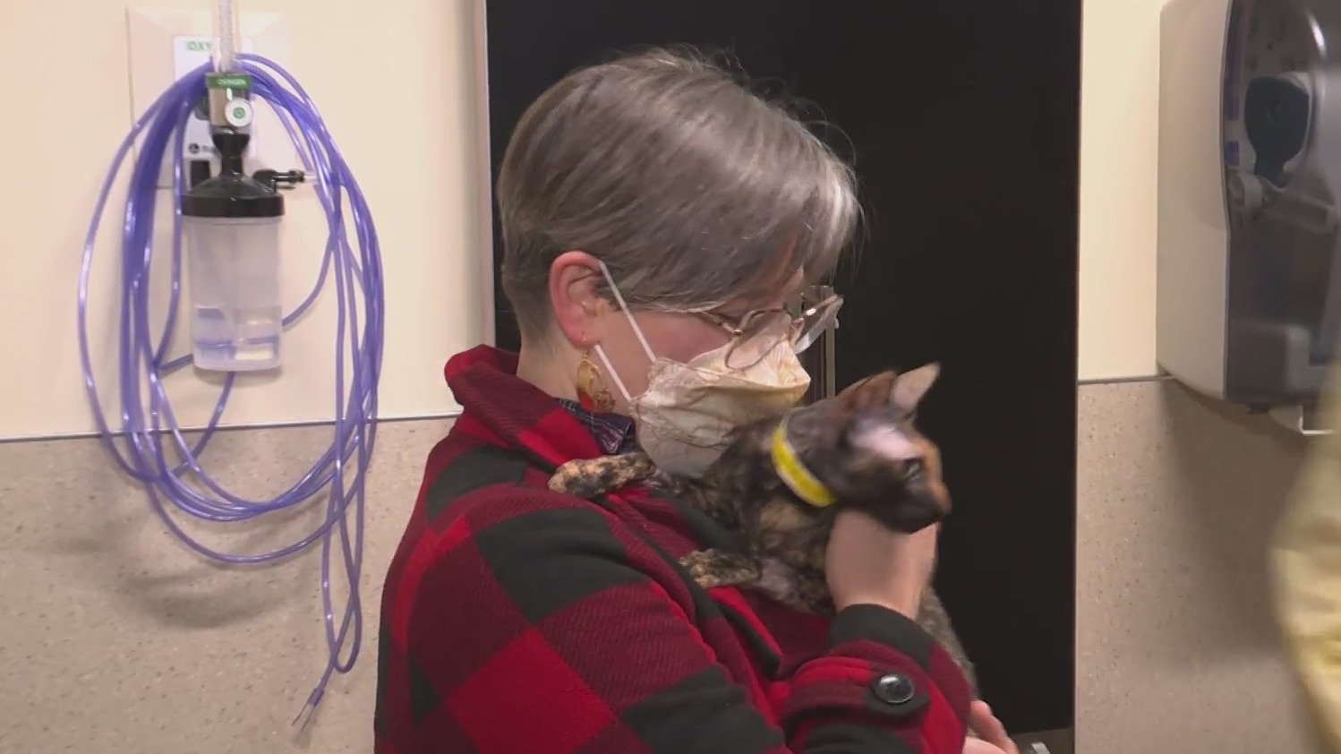 5 cats taken to DoveLewis with suspected bird flu – KOIN.com