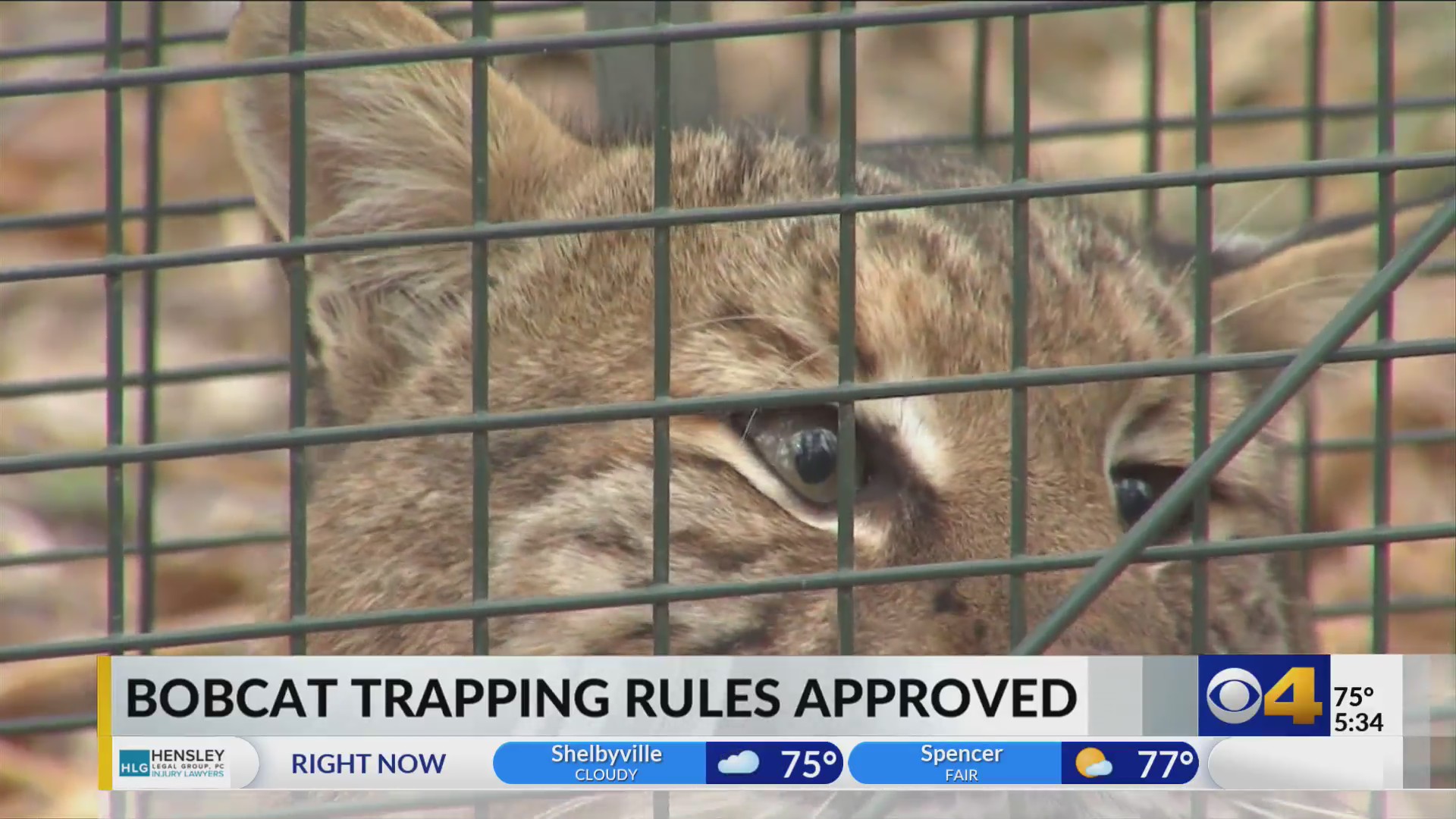 Bobcat trapping season goes into effect this fall – Fox 59