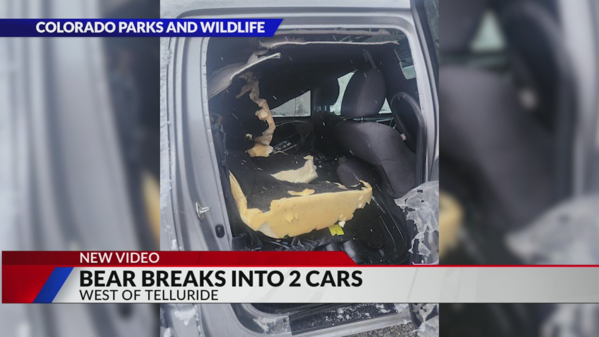 Bear breaks into 2 cars – FOX31 Denver