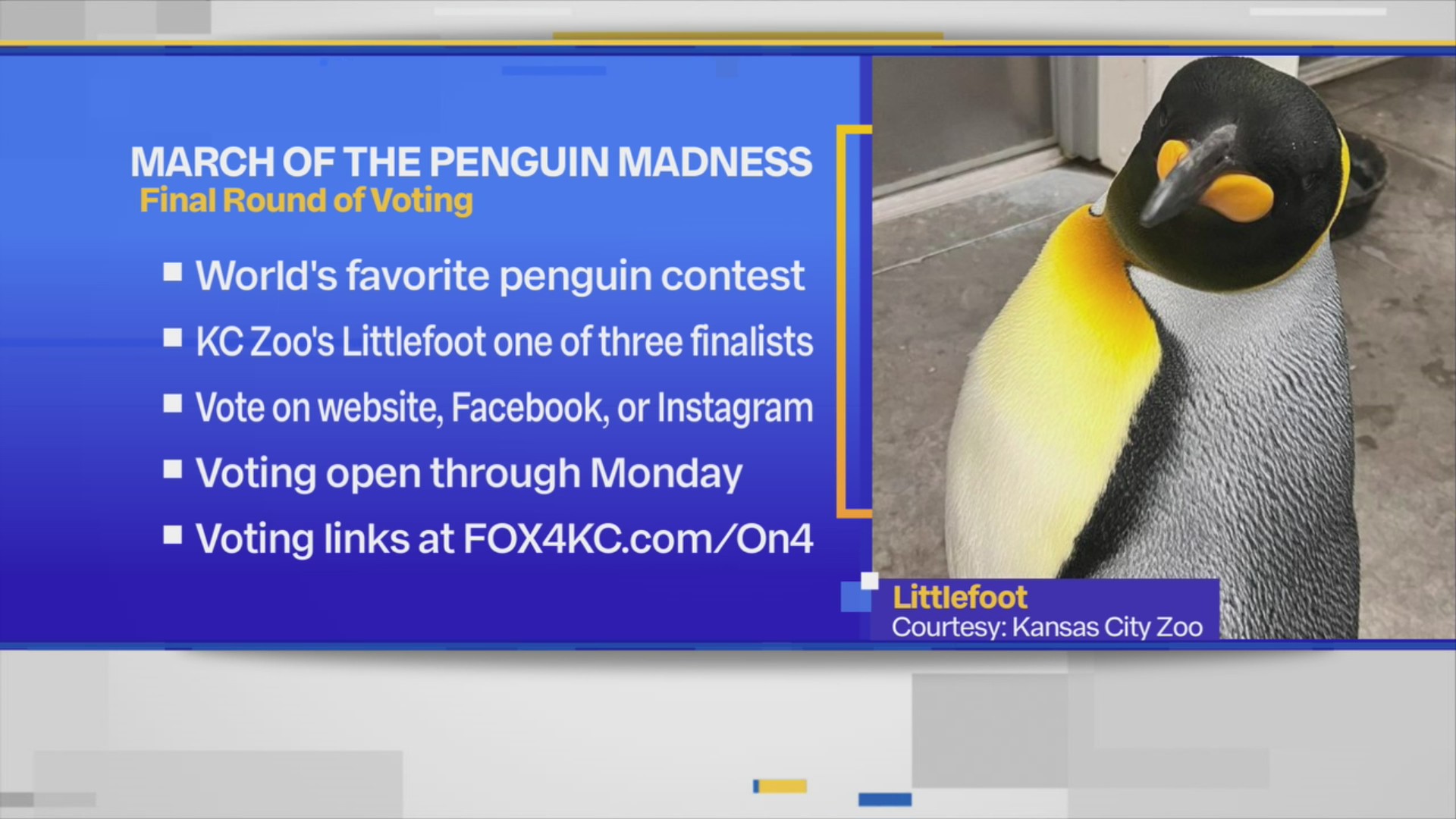 Meet the KC Zoo’s finalist in the World’s Favorite Penguin competition ...