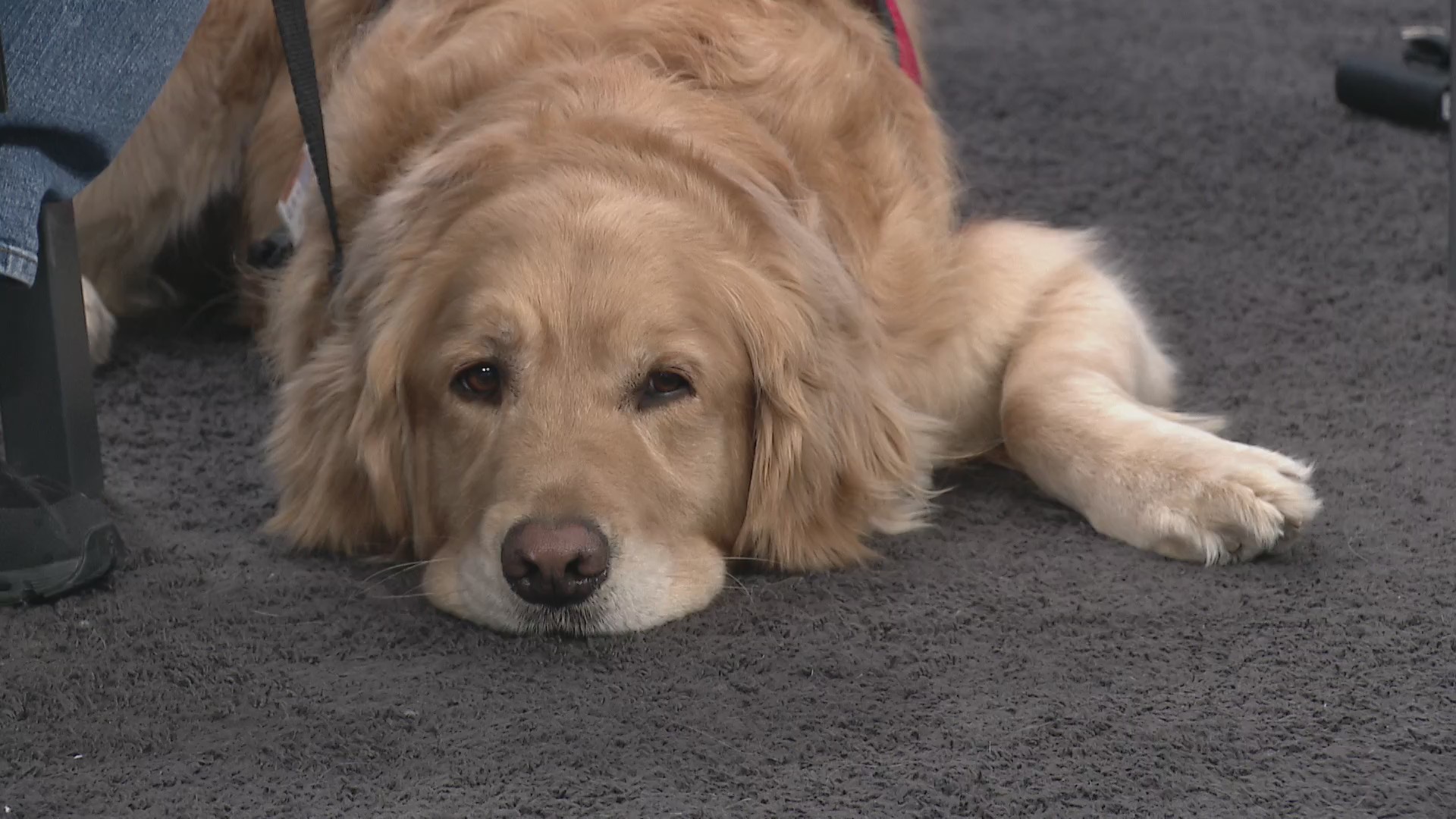 Puppy Jake Foundation to host first-ever gala – who13.com