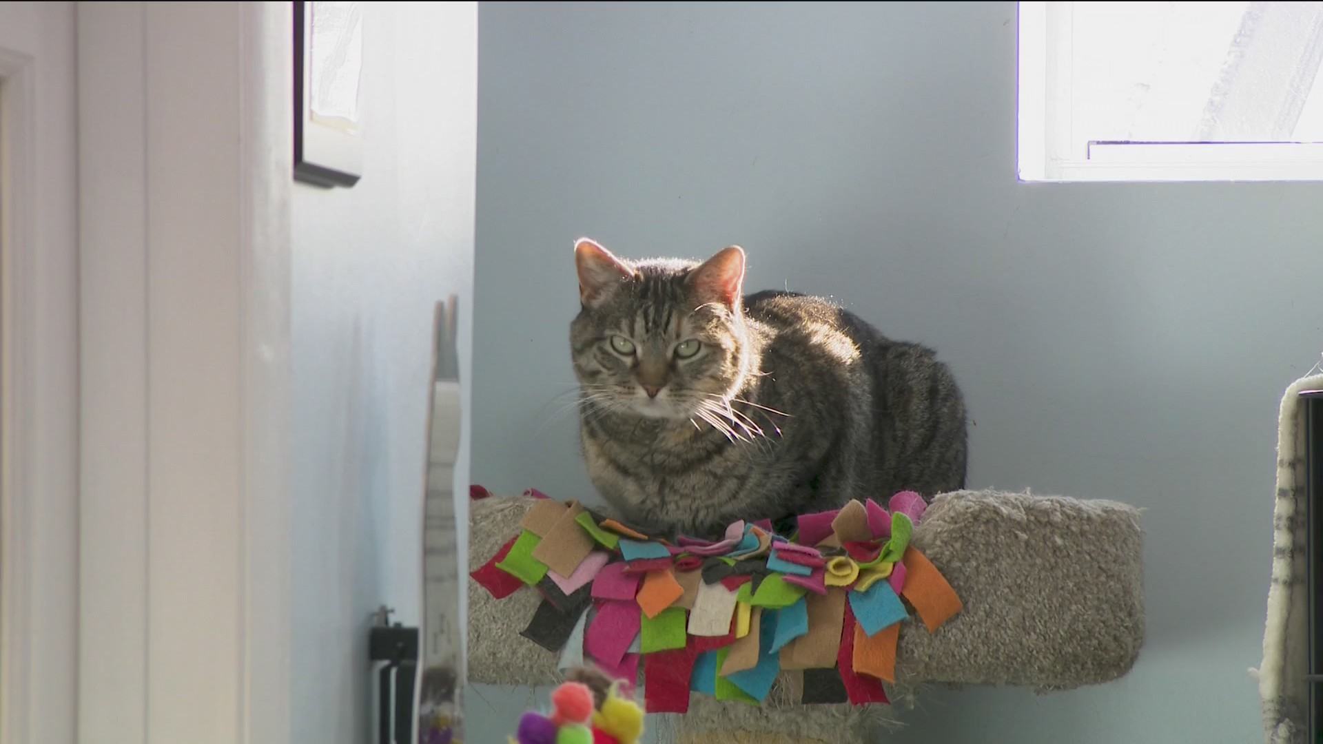 WDM prioritizes kitten, neonatal care amidst cat care partner search ...