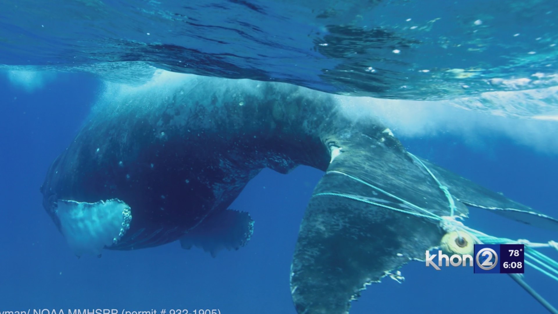 Six entangled whales reported since early December – KHON2