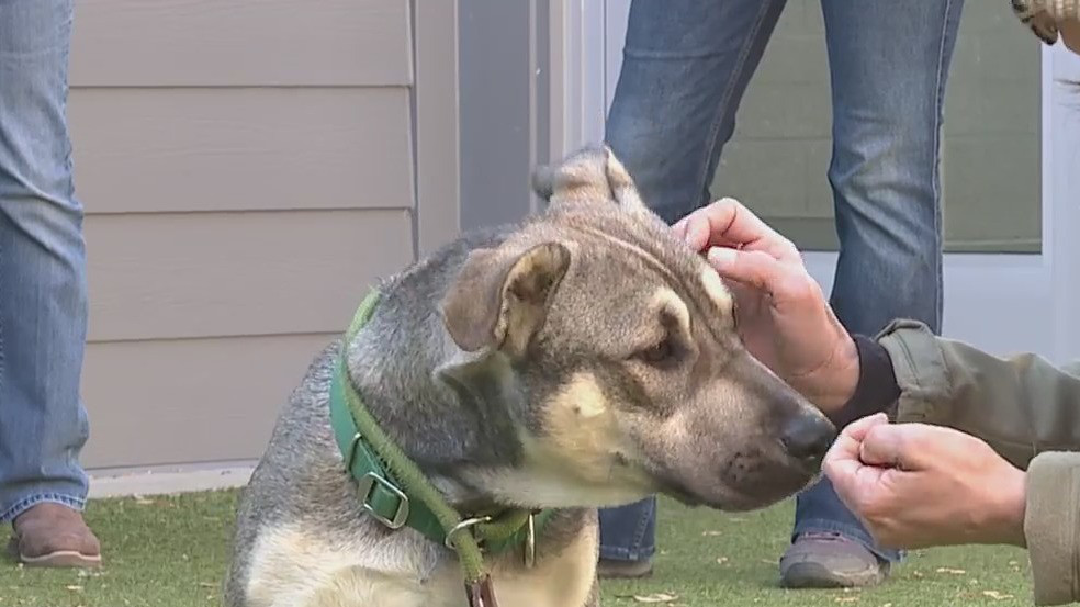 Charlie Mike donates dogs to veterans in Triad – FOX8 WGHP