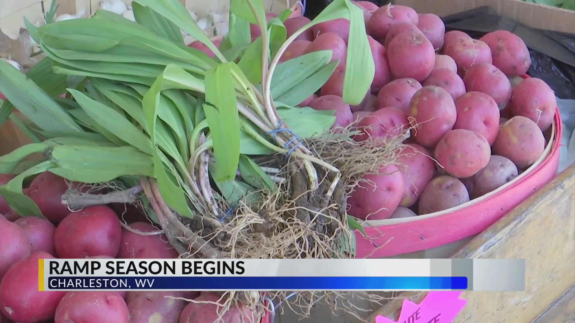 Ramps, a wild onion, are a cherished Appalachian tradition – WOWK 13 News
