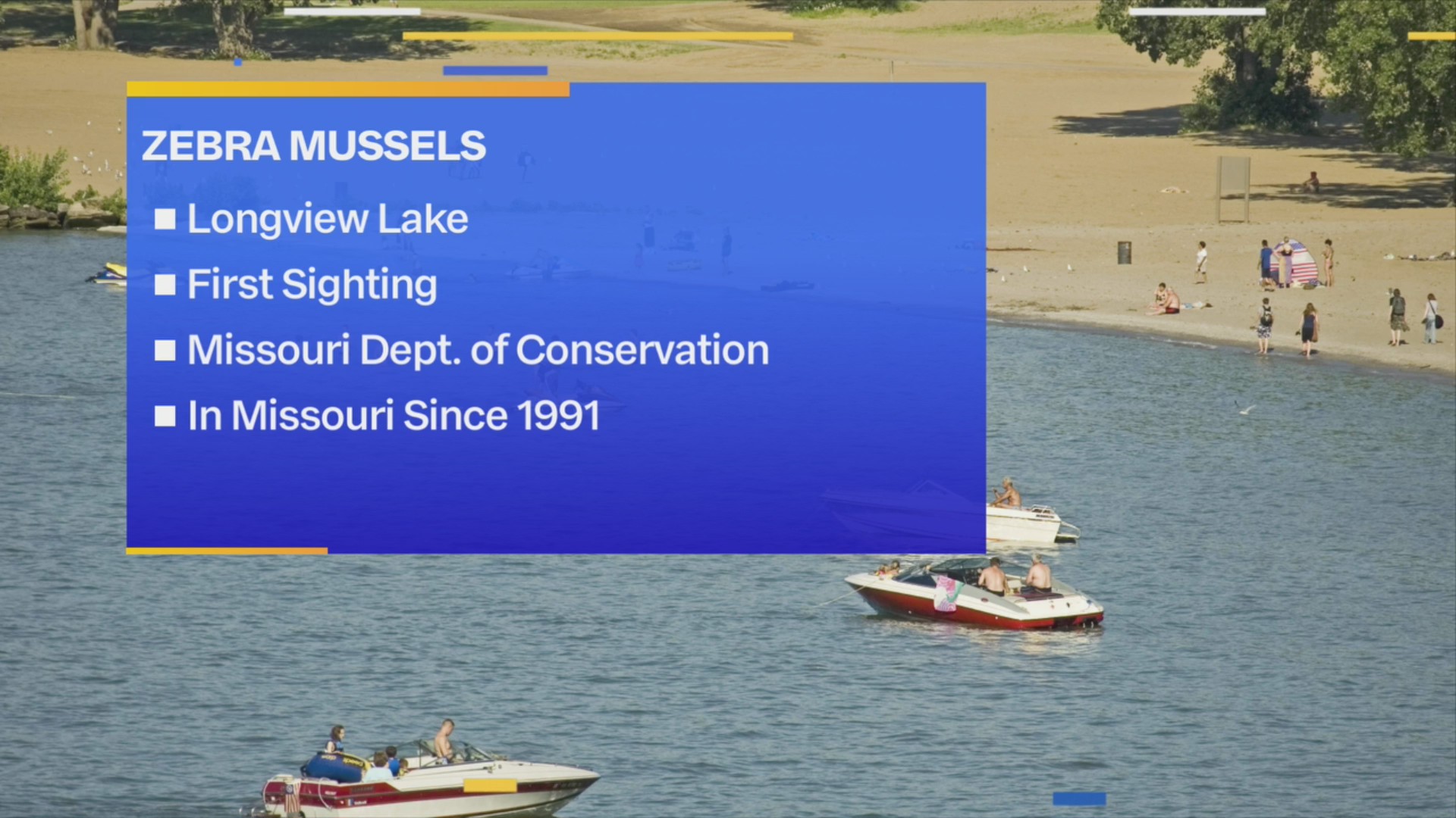 Invasive zebra mussels found in Longview Lake – FOX 4 Kansas City WDAF ...