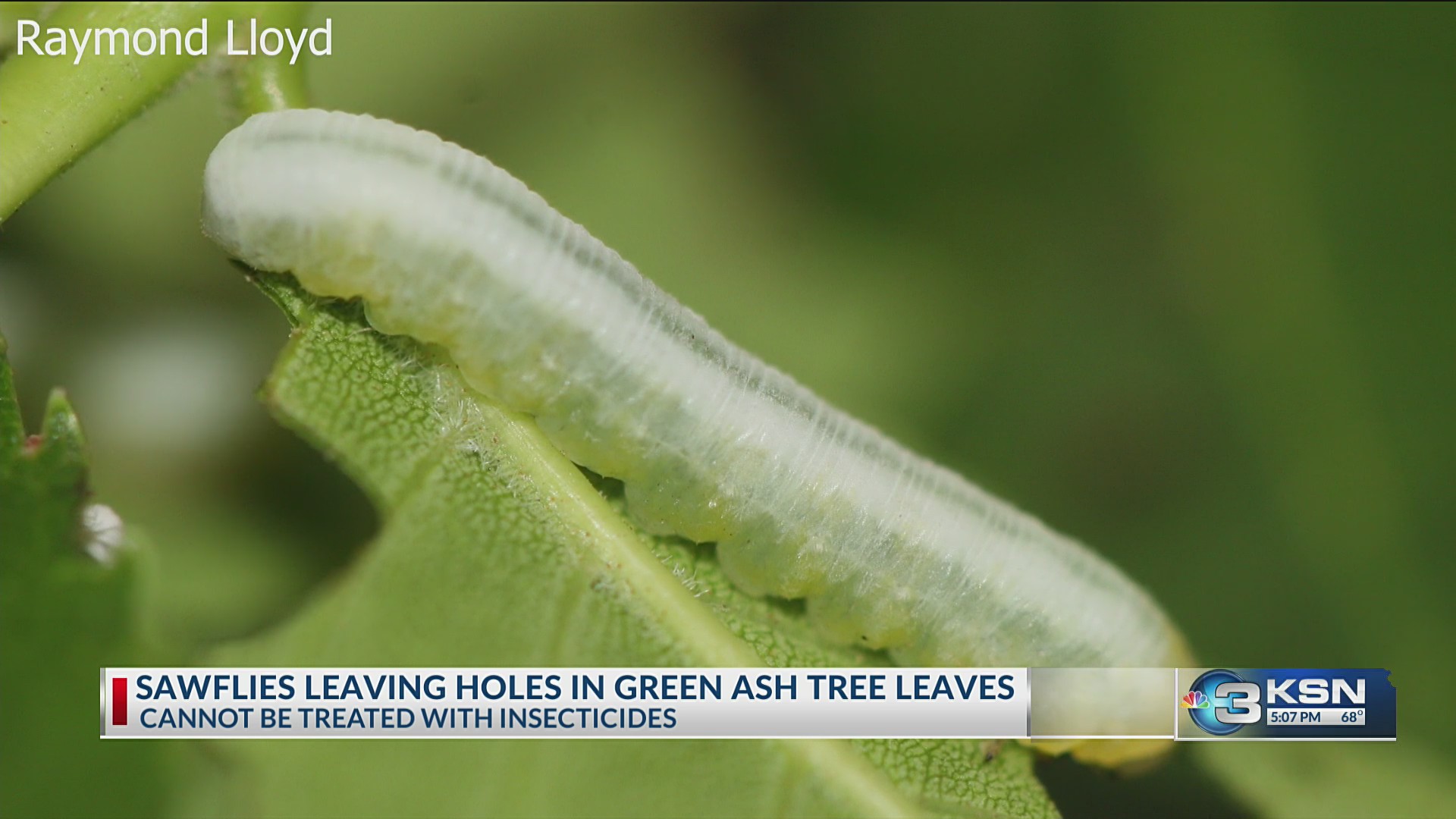 Kansas ash trees under attack from returning pest – KSN-TV