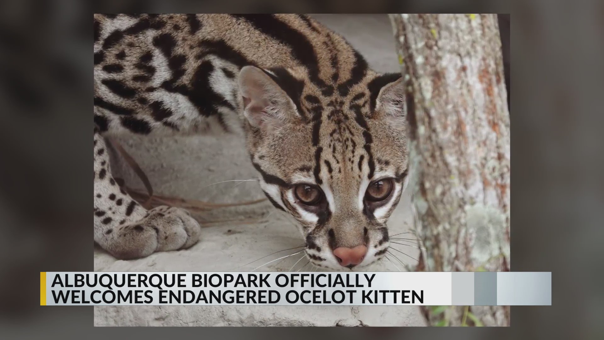 Ocelot kitten born at the ABQ BioPark – KRQE NEWS 13 – Breaking News, Albuquerque News, New ...