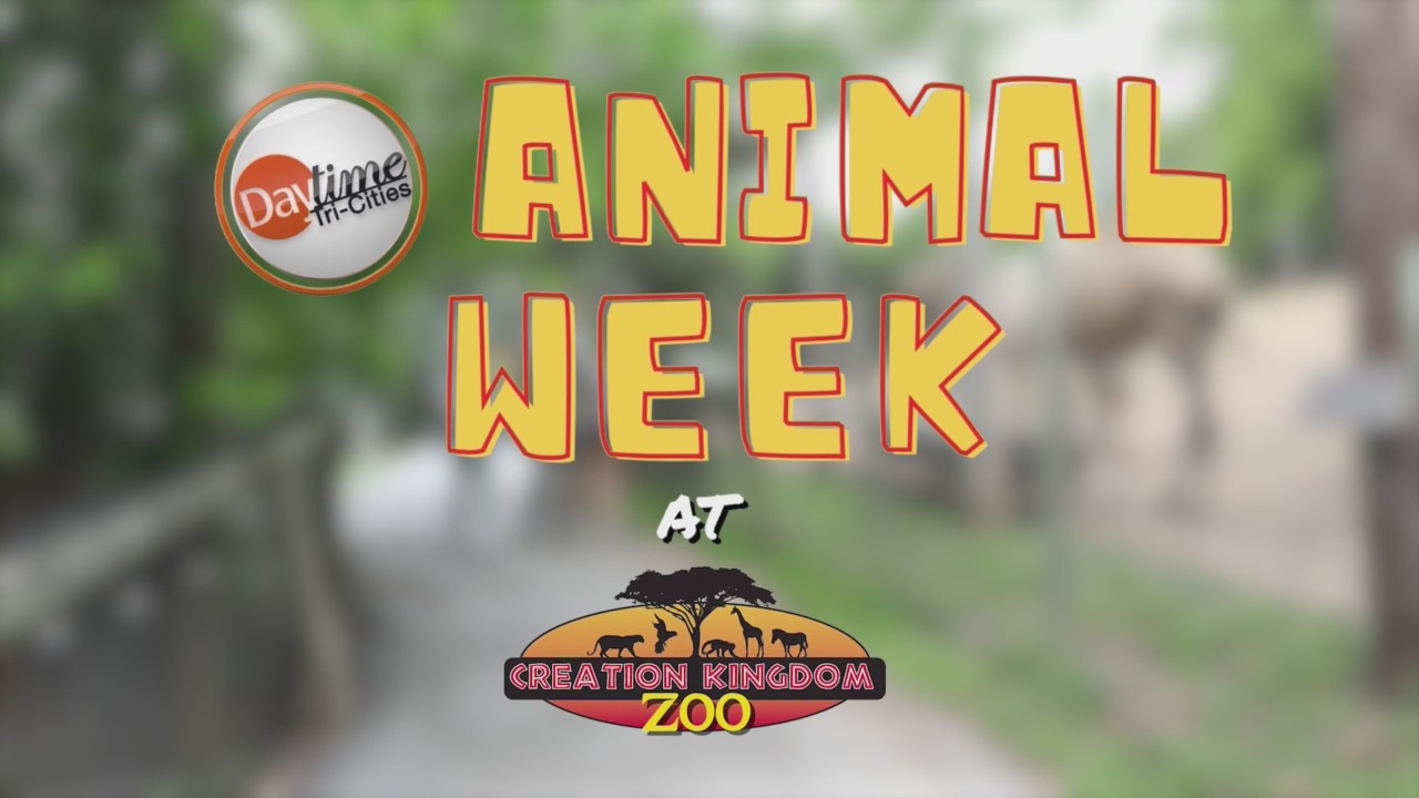 Daytime Animal Week: Iguana – WJHL | Tri-Cities News & Weather