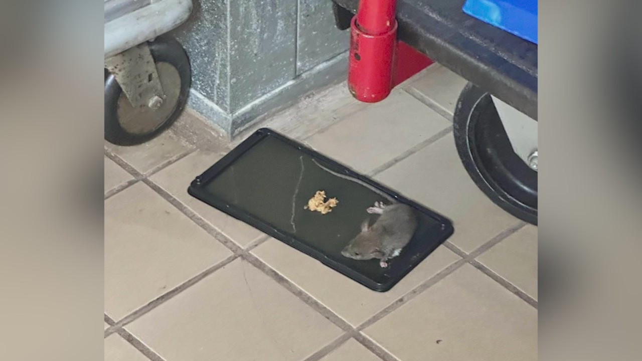 Rat infestation inside Barksdale Air Force Base dining hall – KTALnews.com