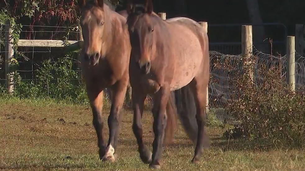 Farm animals from western North Carolina come to Triad – FOX8 WGHP