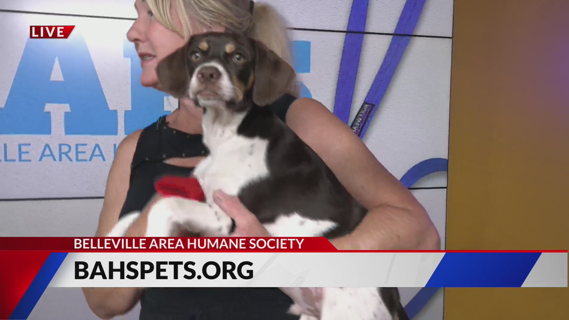 Adopt Bandit from the Belleville Area Humane Society – FOX 2
