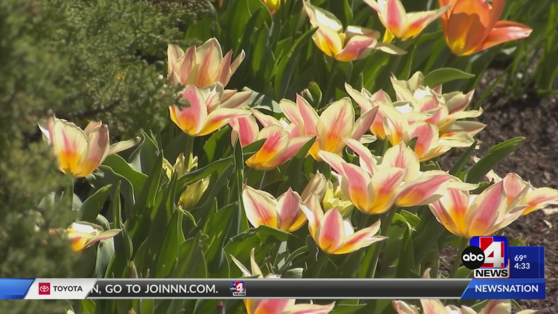 Thanksgiving Point Tulip Festival kicks off with more flowers than ever ...