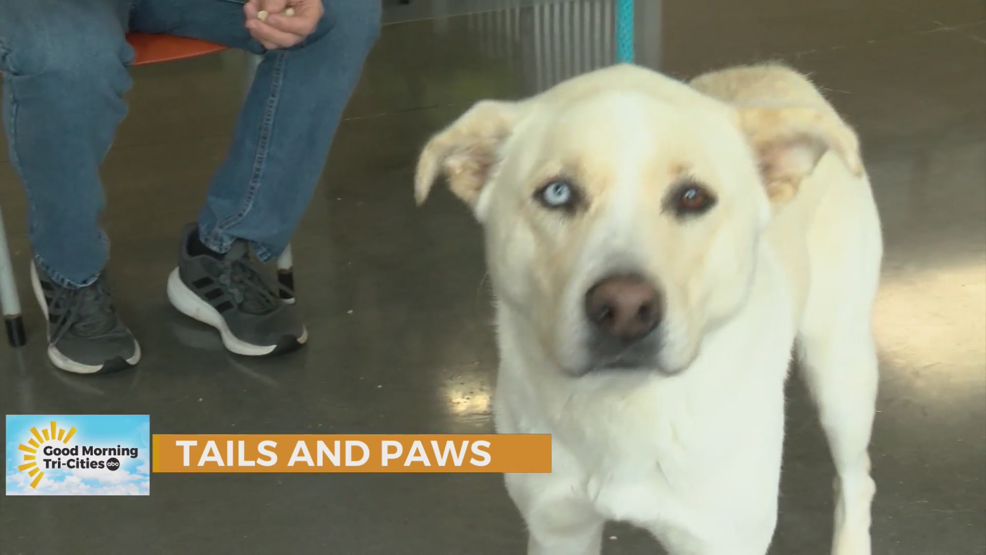 Meet Jasper, Saturn, Roger and others on this week’s Tails and Paws ...
