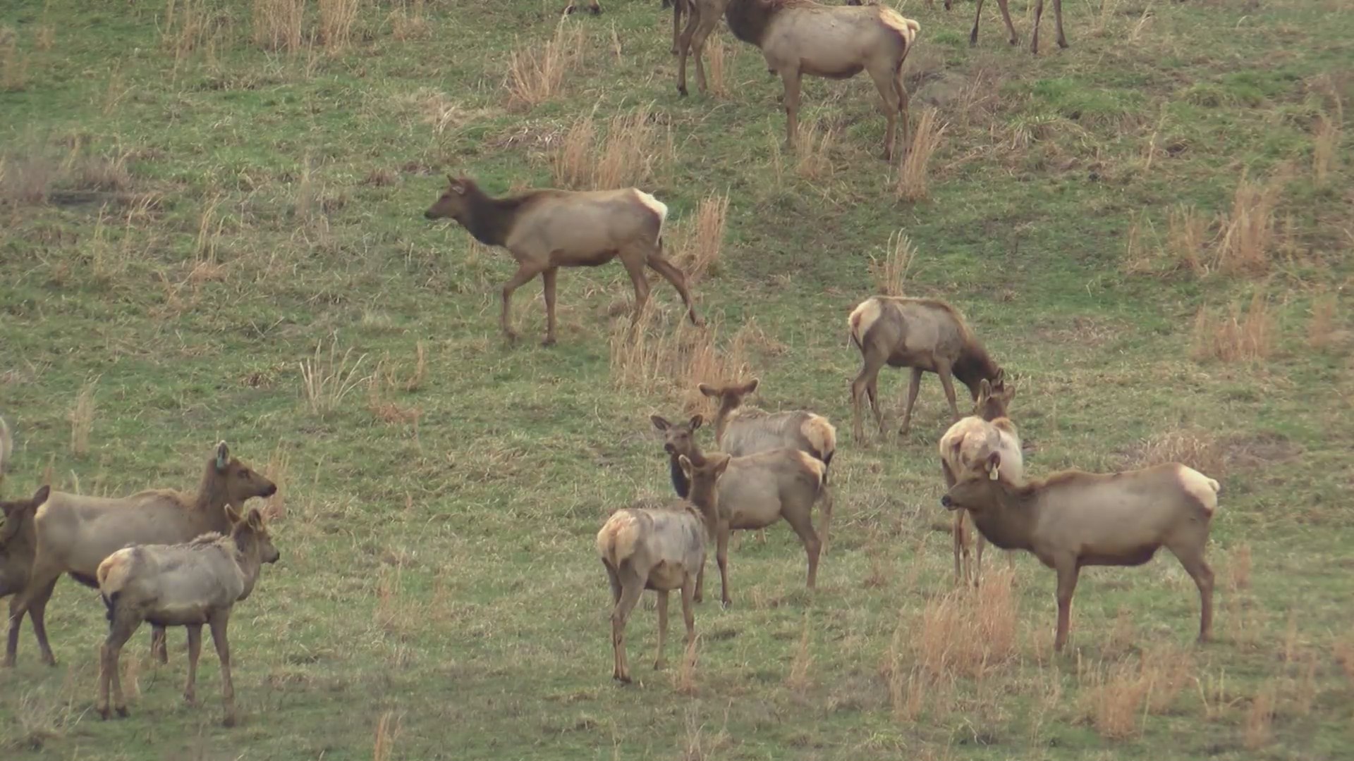 Outdoors Appalachia: Where can you show your kids wildlife this summer ...