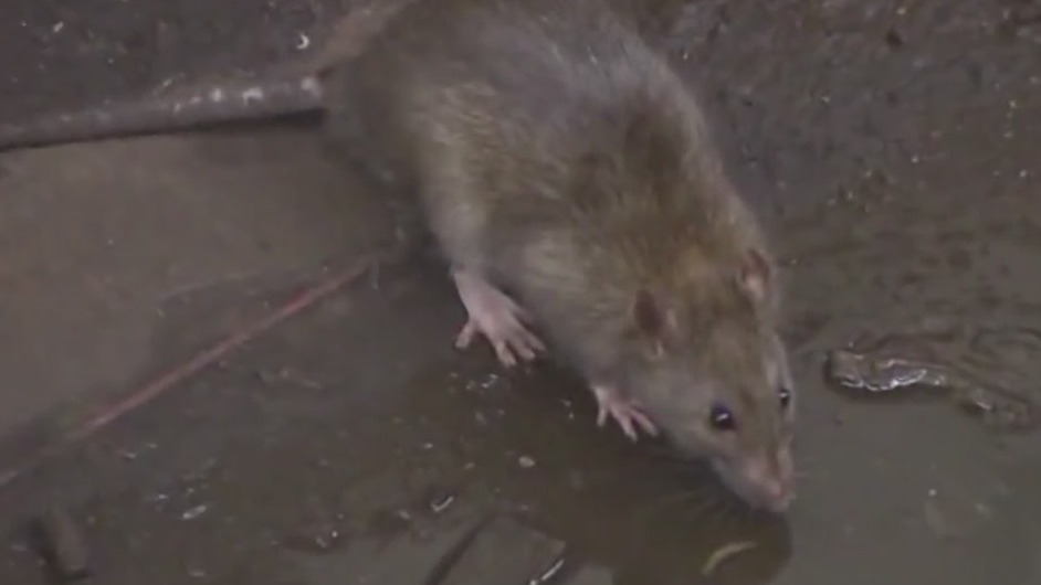 Saddle Brook grapples with rising rat problem – PIX11