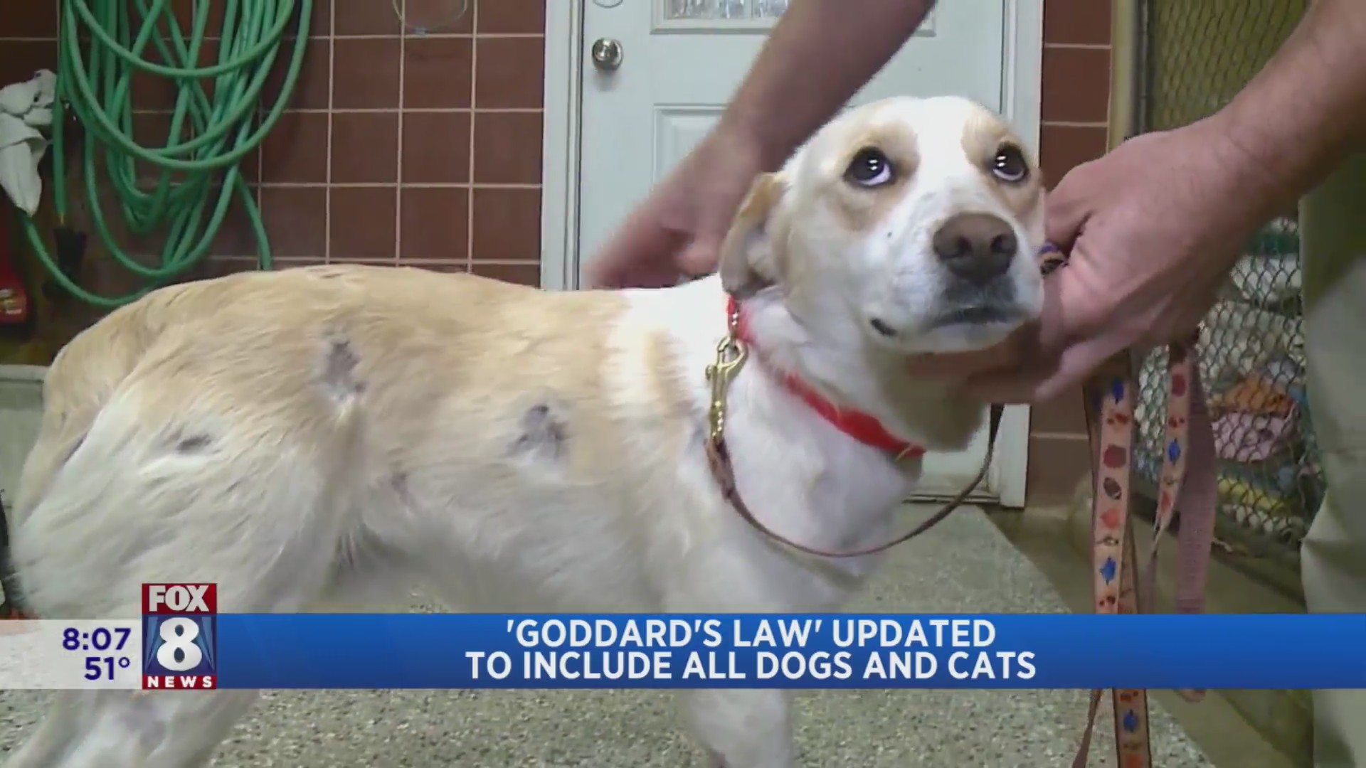 Goddard’s Law updated to include all dogs and cats – Fox 8 Cleveland WJW