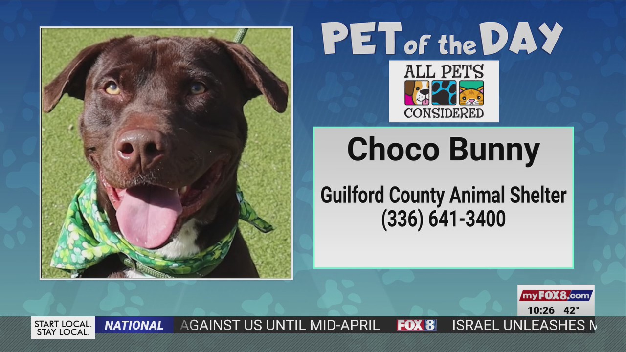 Pet of the Day: Choco Bunny is choc-full of love – FOX8 WGHP