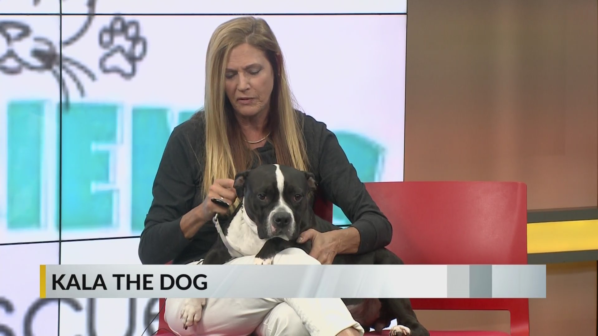 FURRY FRIDAY: Meet Kala the dog – KX NEWS