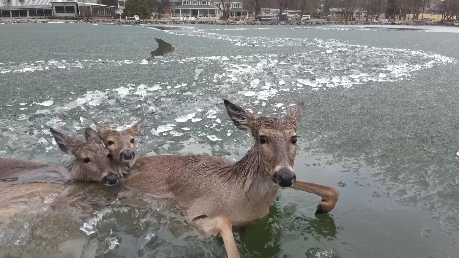 In Creative Rescue, Deer Driven to Safety by Drone After Falling ...