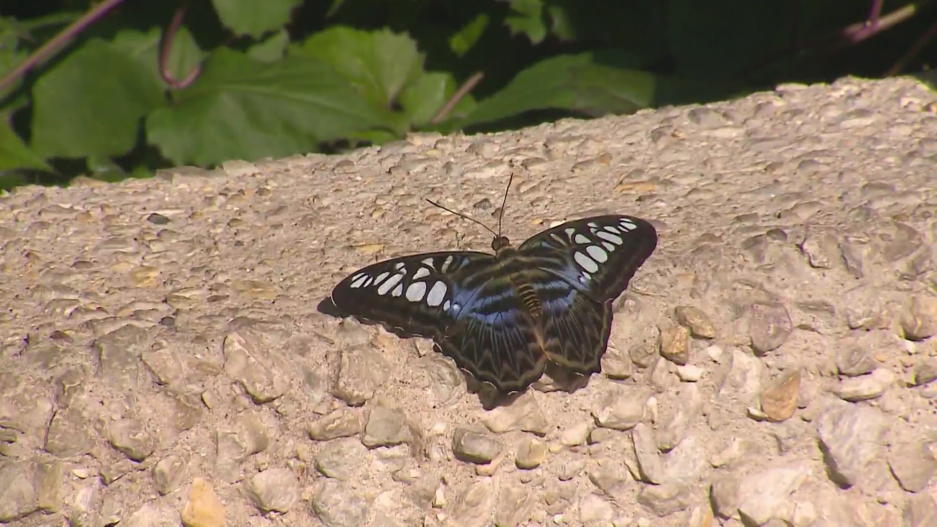Weekend Gardening with Tim Joyce: Disappearing butterflies, pointsetta ...