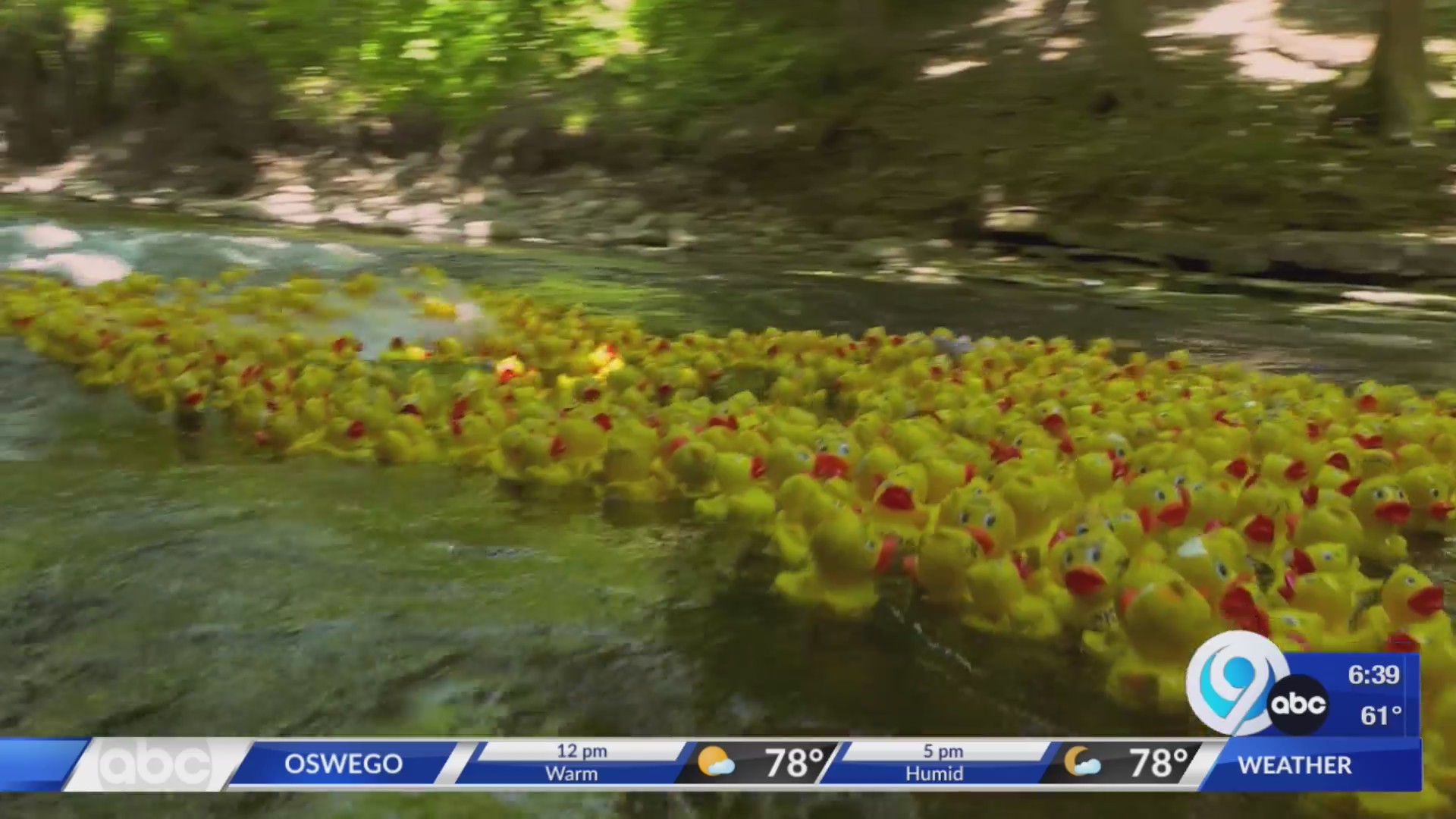 Missing rubber ducks recovered in Auburn – WSYR